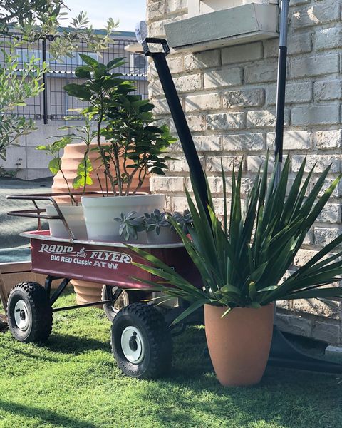 写真 (3枚目) - ガーデン＆グリーンMIXインテリアでリラックス空間に！おうち時間を楽しもう♡ - LOCARI（ロカリ）