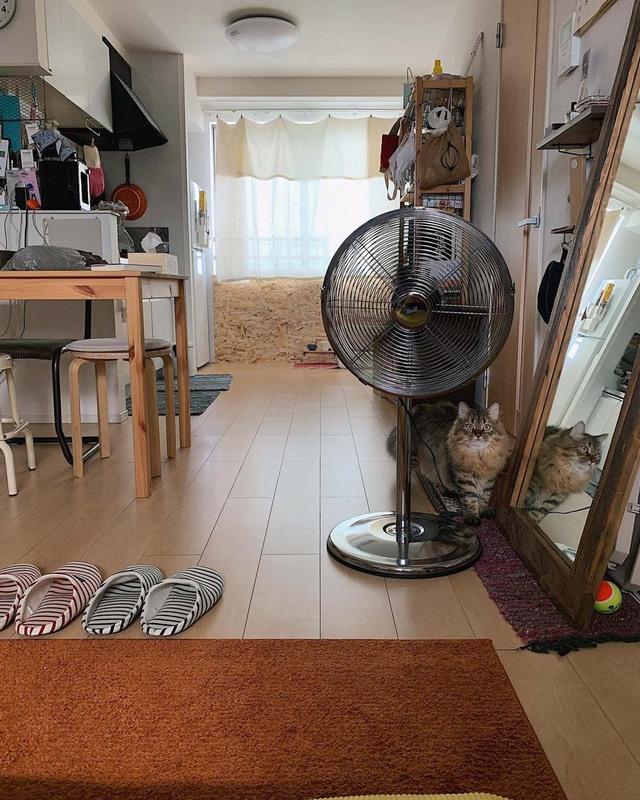 写真 (10枚目) - DIYのディスプレイスペースを楽しく飾る。二人暮らしの1LDKインテリア - LOCARI（ロカリ）