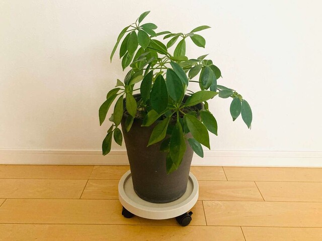 写真 (1枚目) - 買って正解だったわ……。[3COINS]「2個3個とリビングに欲しい」550円でも大満足 - LOCARI（ロカリ）