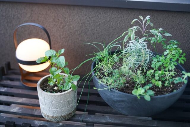 写真 (16枚目) - ベランダでも育てやすい。家庭菜園初心者におすすめのハーブ7選 - LOCARI（ロカリ）