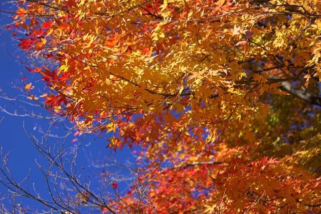 写真 (1枚目) - [占星術研究家・早矢]2024年11月の運勢 - LOCARI（ロカリ） - LOCARI（ロカリ）