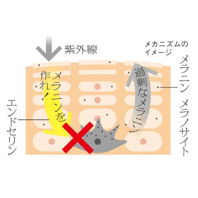 写真 (3枚目) - 「SOFINA iP」新作！シミができやすい人に寄り添うスキンケアUVが1月25日発売 - LOCARI（ロカリ）