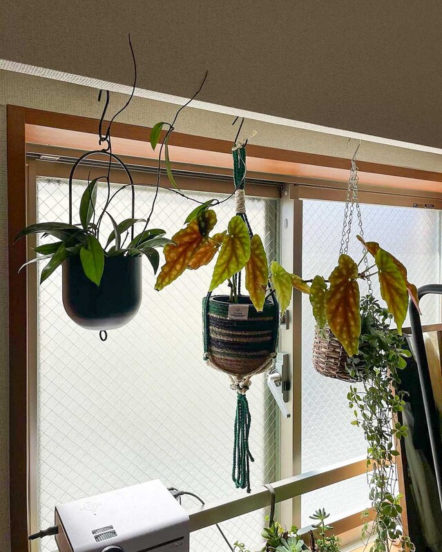 写真 (4枚目) - 30㎡でつくる、ナチュラル＆ボタニカルの落ち着く空間。二人暮らしの1DKインテリア - LOCARI（ロカリ）