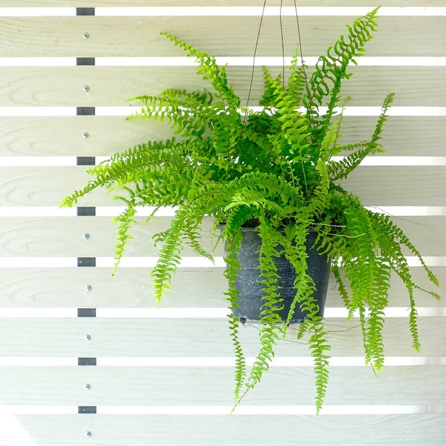 写真 (4枚目) - 幸運を引き寄せる植物はコレ！風水師が教える2025年度運気UPグリーン5選 - LOCARI（ロカリ）