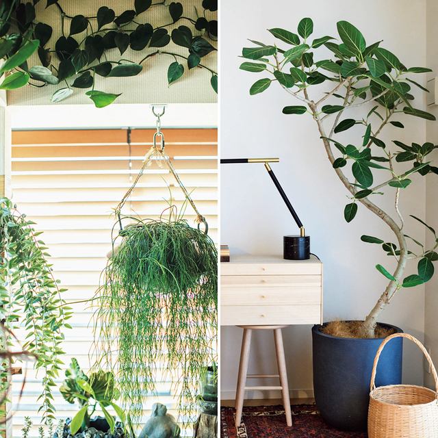 おうちの[観葉植物]どう置くのが正解？ 素敵なインテリアの人のアイデア - LOCARI（ロカリ）
