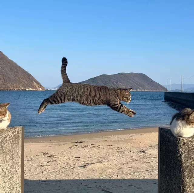 猫好きさんの楽園、みっけ。香川の離島「佐柳島」が究極の癒しスポットだった！元学校の宿泊施設も要チェック - LOCARI（ロカリ）
