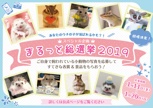 写真 (5枚目) - 「まるっと小動物展 2019」ハムスターやハリネズミに癒やされよう！ - LOCARI（ロカリ）