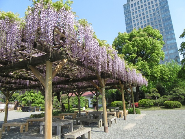写真 (5枚目) - GWは満開の「藤の花」を見に行こう！紫のカーテンが美しい東京の藤の名所＆藤まつり7選 - - LOCARI（ロカリ）