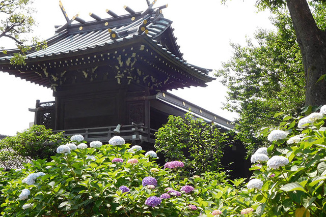 写真 (7枚目) - 「アジサイ」はいつ見頃？デートで行きたい東京都内のアジサイまつり＆名所9選[2019] - - LOCARI（ロカリ）