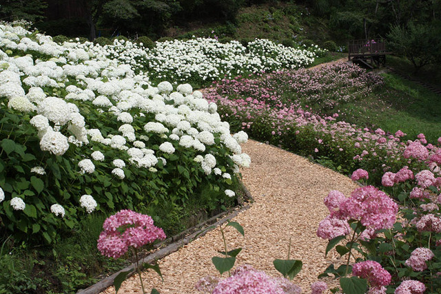 写真 (14枚目) - 「アジサイ」はいつ見頃？デートで行きたい東京都内のアジサイまつり＆名所9選[2019] - LOCARI（ロカリ）