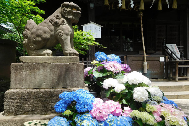 写真 (5枚目) - 関東あじさい名所＆祭り20選！都内から鎌倉まで、全力で制覇したいレベル！[2019] - LOCARI（ロカリ）