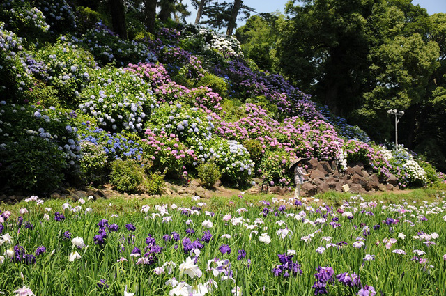 写真 (13枚目) - 関東あじさい名所＆祭り20選！都内から鎌倉まで、全力で制覇したいレベル！[2019] - LOCARI（ロカリ）