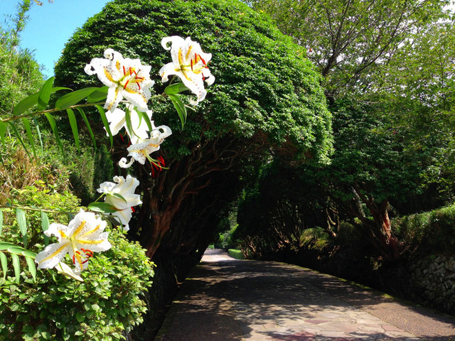 写真 (8枚目) - 見頃はいつ？夏のおでかけで行きたいユリの名所4選[2019年版] - LOCARI（ロカリ）