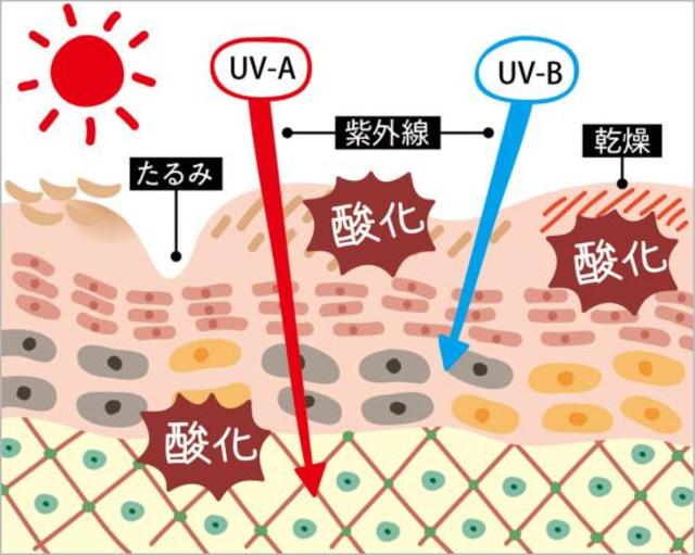 写真 (8枚目) - テストする女性誌『LDK the - LOCARI（ロカリ）