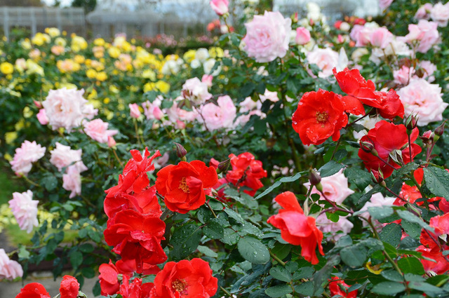 写真 (13枚目) - 秋バラの見頃は？鮮やかさにうっとり・・東京近郊の名所・バラ園10選[2019年] - LOCARI（ロカリ）