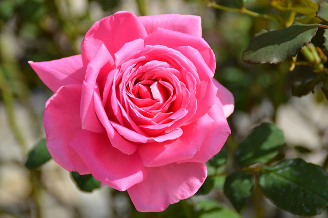 写真 (14枚目) - 秋バラの見頃は？鮮やかさにうっとり・・東京近郊の名所・バラ園10選[2019年] - LOCARI（ロカリ）