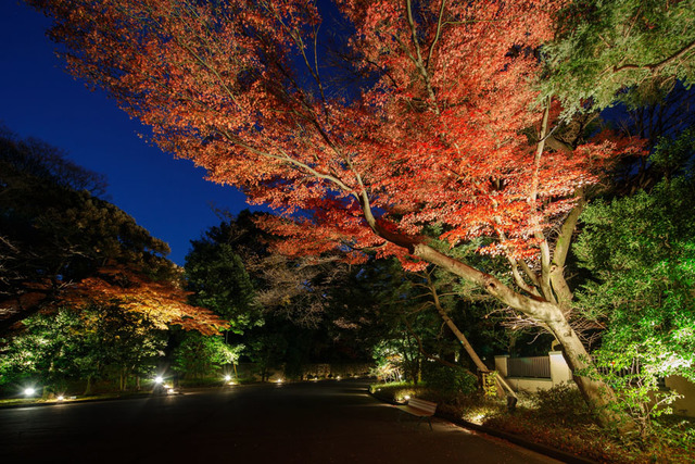 写真 (8枚目) - デートで行きたい！東京都内の紅葉ライトアップ6選[2020年版] - LOCARI（ロカリ）