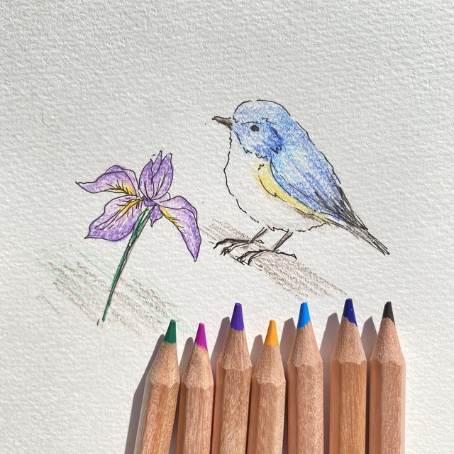 写真 (6枚目) - 110円て本気…？セリアの「にほんの色鉛筆」の発色が綺麗すぎる。 - - LOCARI（ロカリ）