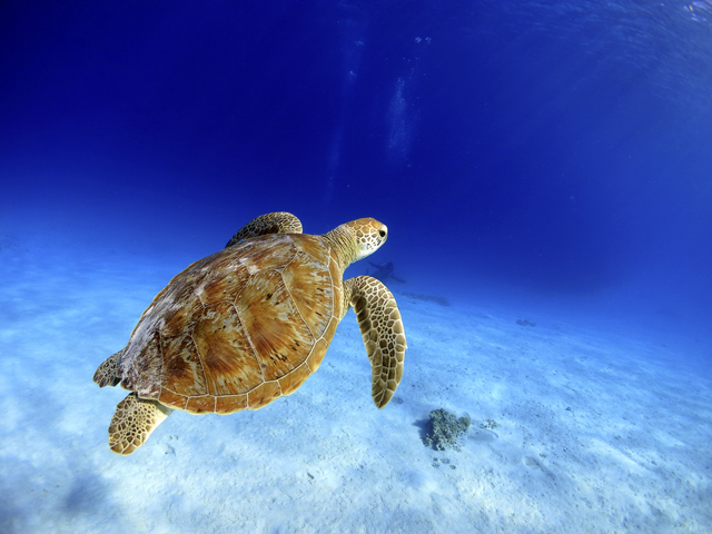 写真 (3枚目) - 「グランピング」はなぜ人気？話題の沖縄・座間味島へ行こう♡ - LOCARI（ロカリ） - LOCARI（ロカリ）