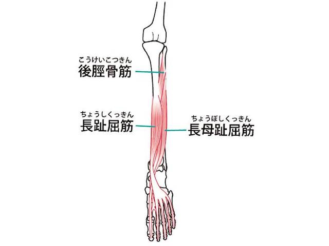 写真 (3枚目) - 足首が硬いと膝を痛めやすい？膝下ガチガチな人におすすめしたいセルフマッサージ法 - LOCARI（ロカリ）