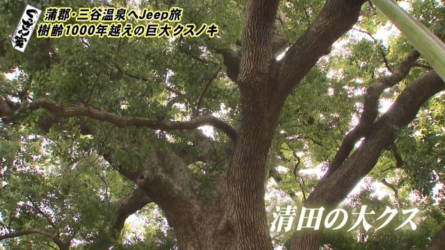 写真 (22枚目) - 海鮮グルメ！絶景カフェ！巨木！温泉！愛知・蒲郡市で秋を満喫Jeep旅『ぐっさん家』 - LOCARI（ロカリ）