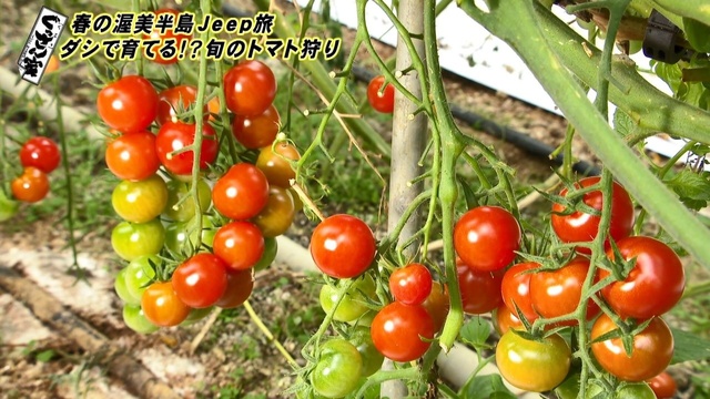 写真 (18枚目) - 菜の花！あさり！トマト！渥美半島で春を満喫するJeep旅『ぐっさん家』 - - LOCARI（ロカリ）