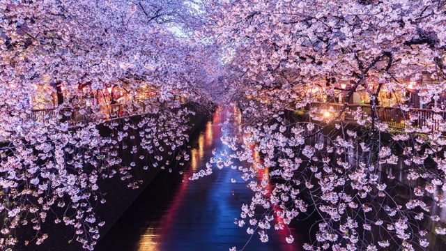 写真 (22枚目) - [2018年ver.]関西「お花見を楽しめるレストラン」特集！ - LOCARI（ロカリ）