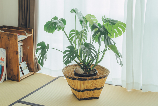 写真 (21枚目) - - LOCARI（ロカリ）