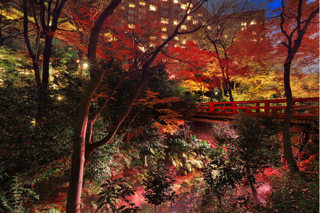 写真 (6枚目) - デートで行きたい！東京の紅葉ライトアップ6選[2022年版] - LOCARI（ロカリ）